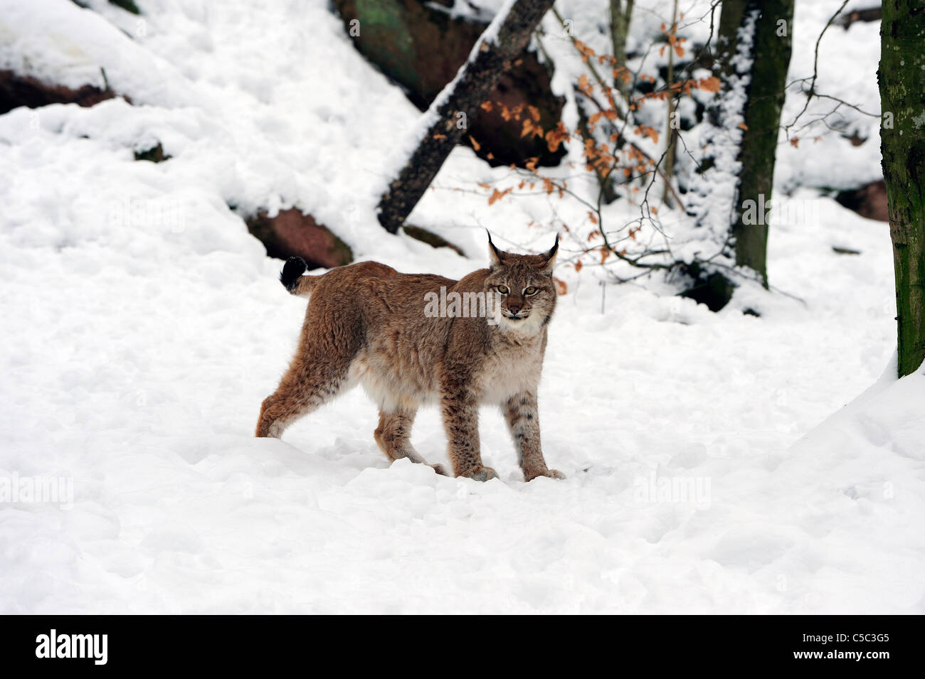 Luchs pfote -Fotos und -Bildmaterial in hoher Auflösung – Alamy