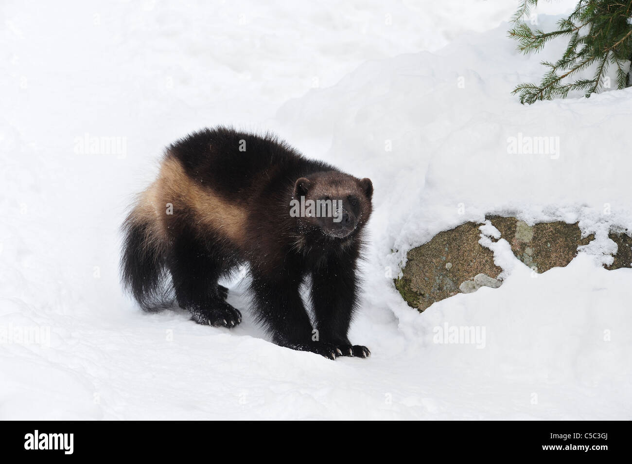 Gulo gulo snow -Fotos und -Bildmaterial in hoher Auflösung – Alamy