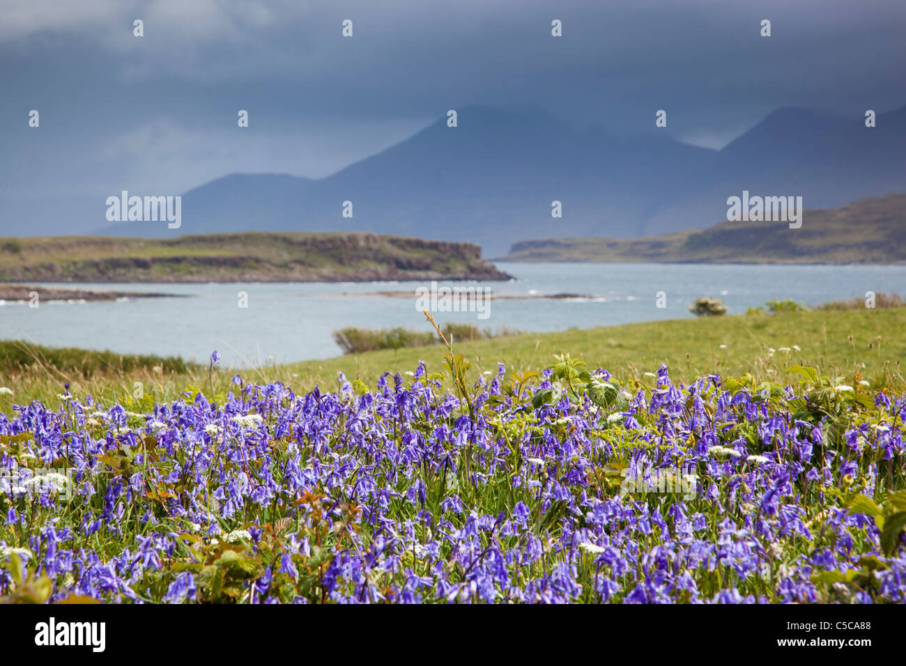Ulva mull -Fotos und -Bildmaterial in hoher Auflösung – Alamy