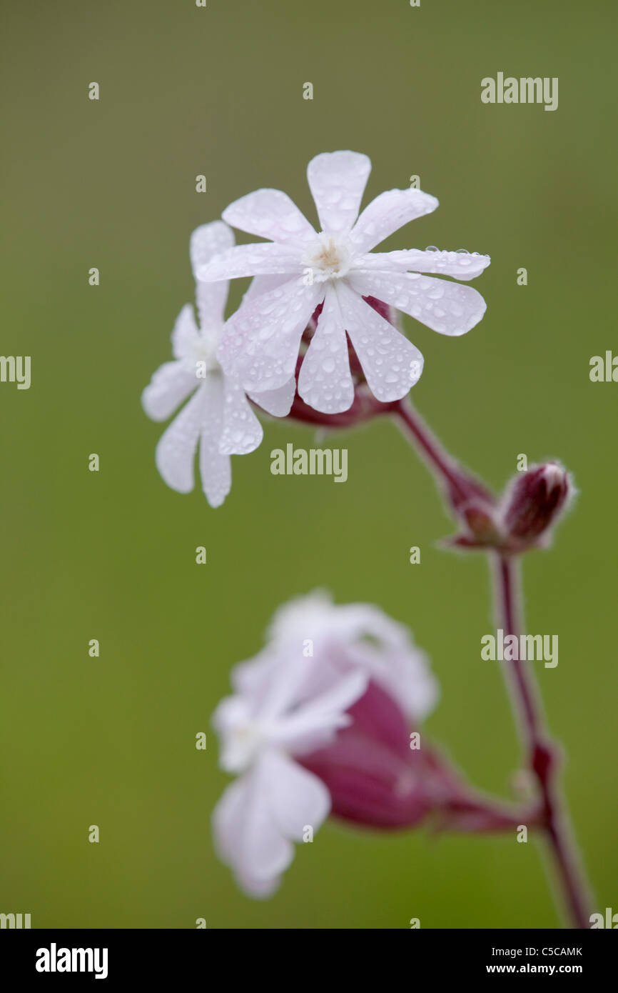 Weisse Lichtnelke; Silene Alba; Schottland Stockfotografie - Alamy