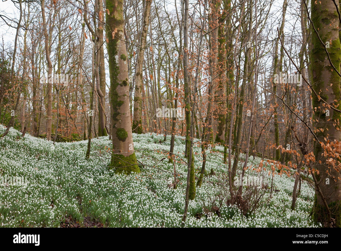 Herbstlaub Auf Dem Waldboden Stockfotos und -bilder Kaufen - Alamy