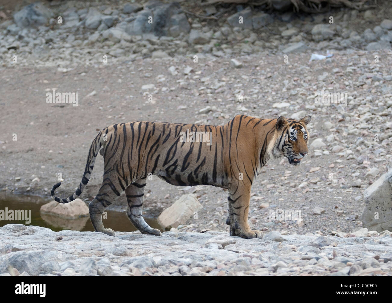 Male common tiger -Fotos und -Bildmaterial in hoher Auflösung – Alamy