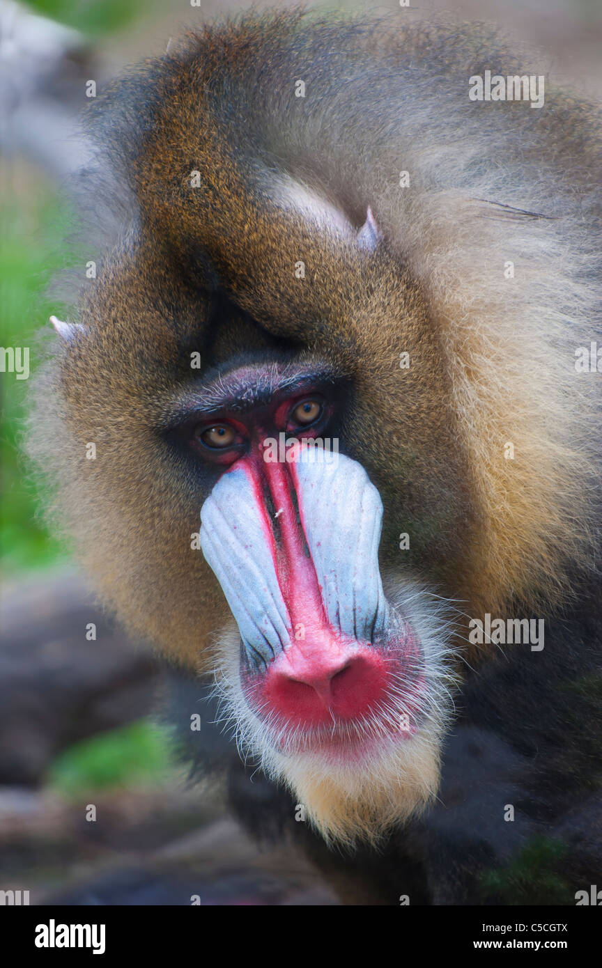 Mandrillus sphinx -Fotos und -Bildmaterial in hoher Auflösung – Alamy