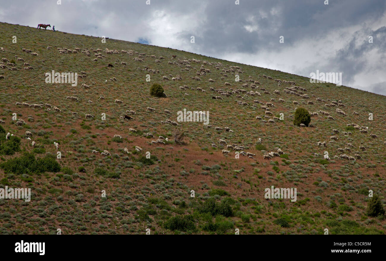 Schäfer schafe Stockfotos und -bilder Kaufen - Alamy