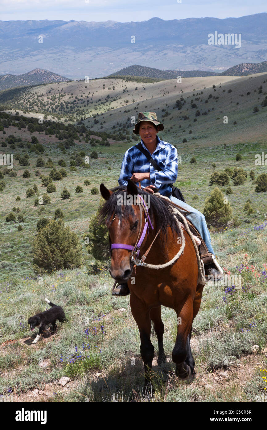 Schäfer schafe Stockfotos und -bilder Kaufen - Alamy