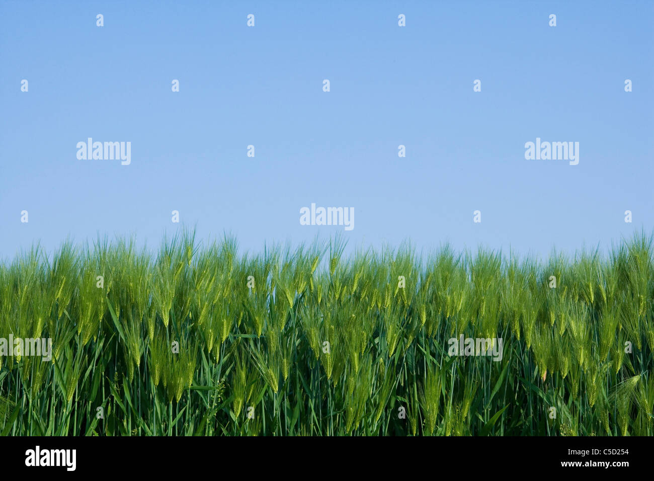 Gerste feld -Fotos und -Bildmaterial in hoher Auflösung – Alamy