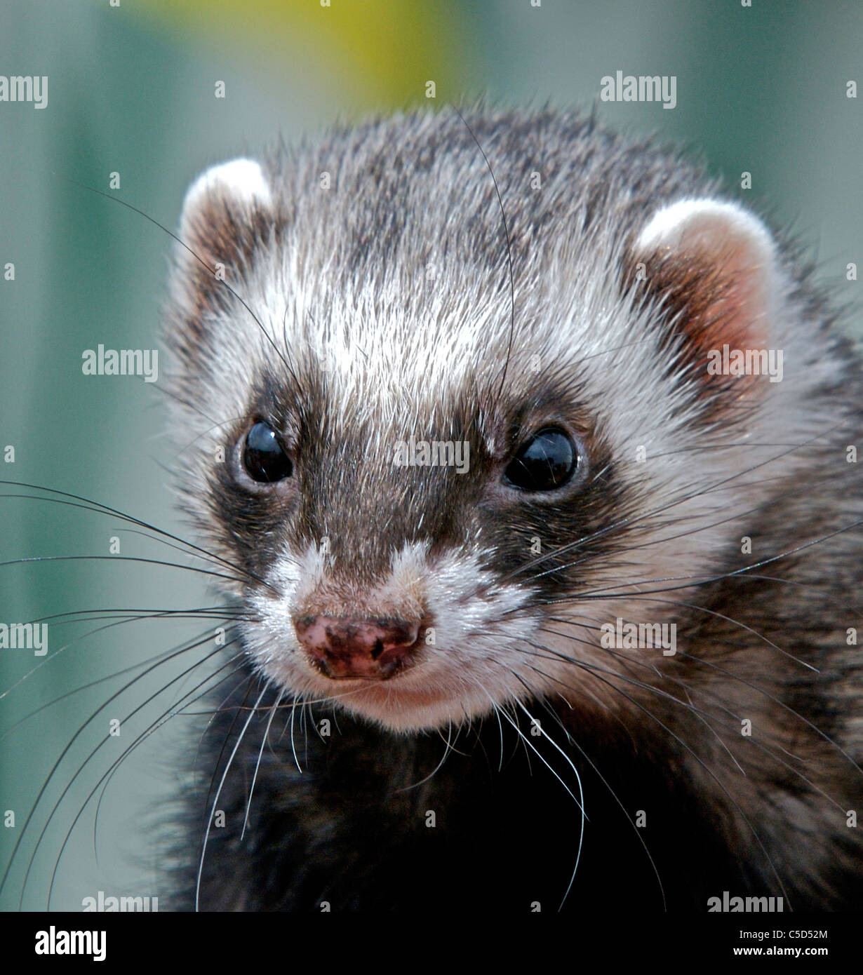 Domestizierte form -Fotos und -Bildmaterial in hoher Auflösung – Alamy