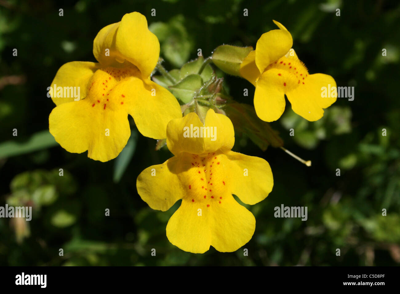 Gelbe affenblume -Fotos und -Bildmaterial in hoher Auflösung – Alamy