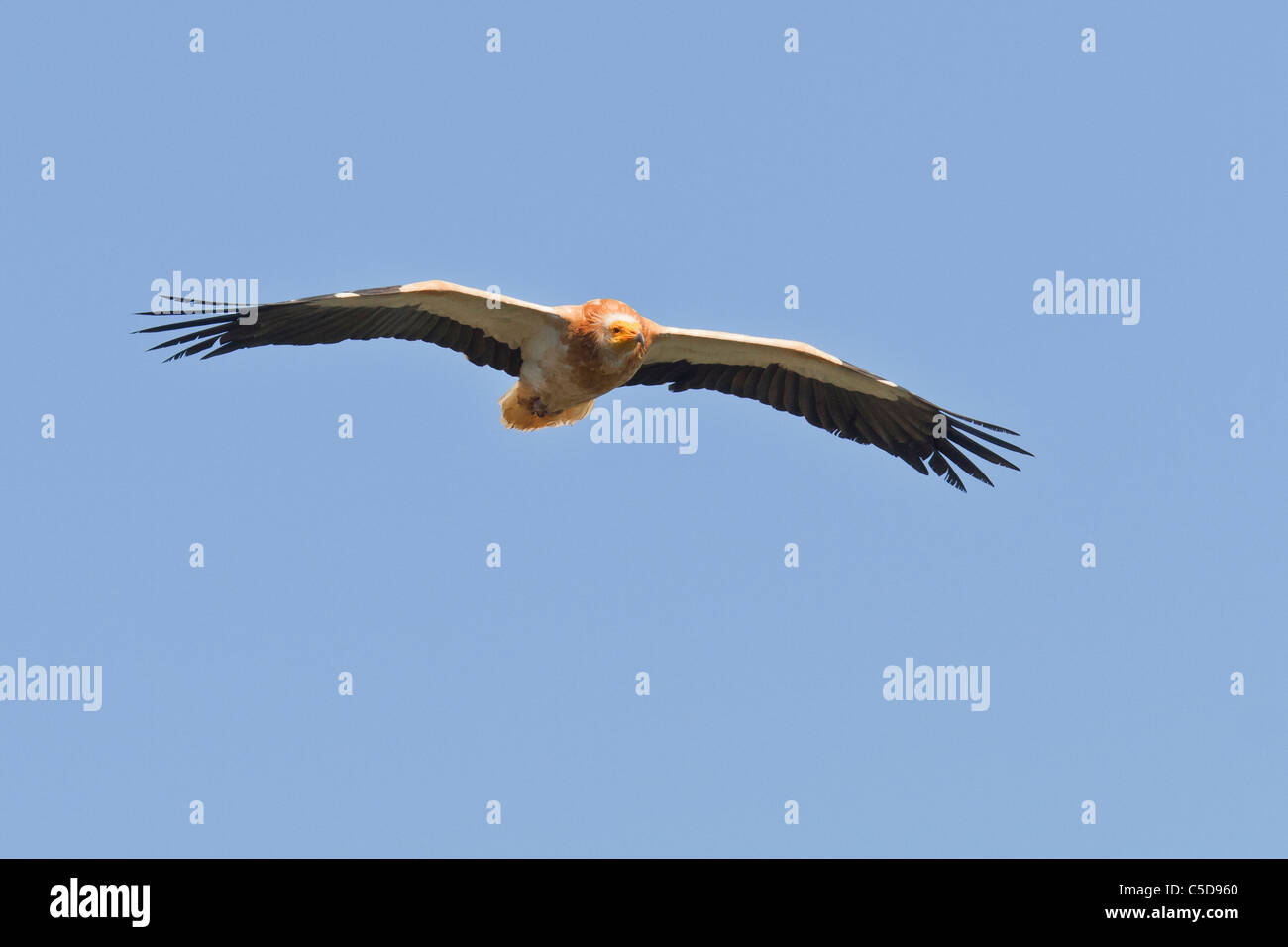 Schmutzgeier (Neophron Percnopterus) im fliegen. Aragon, Spanien ...