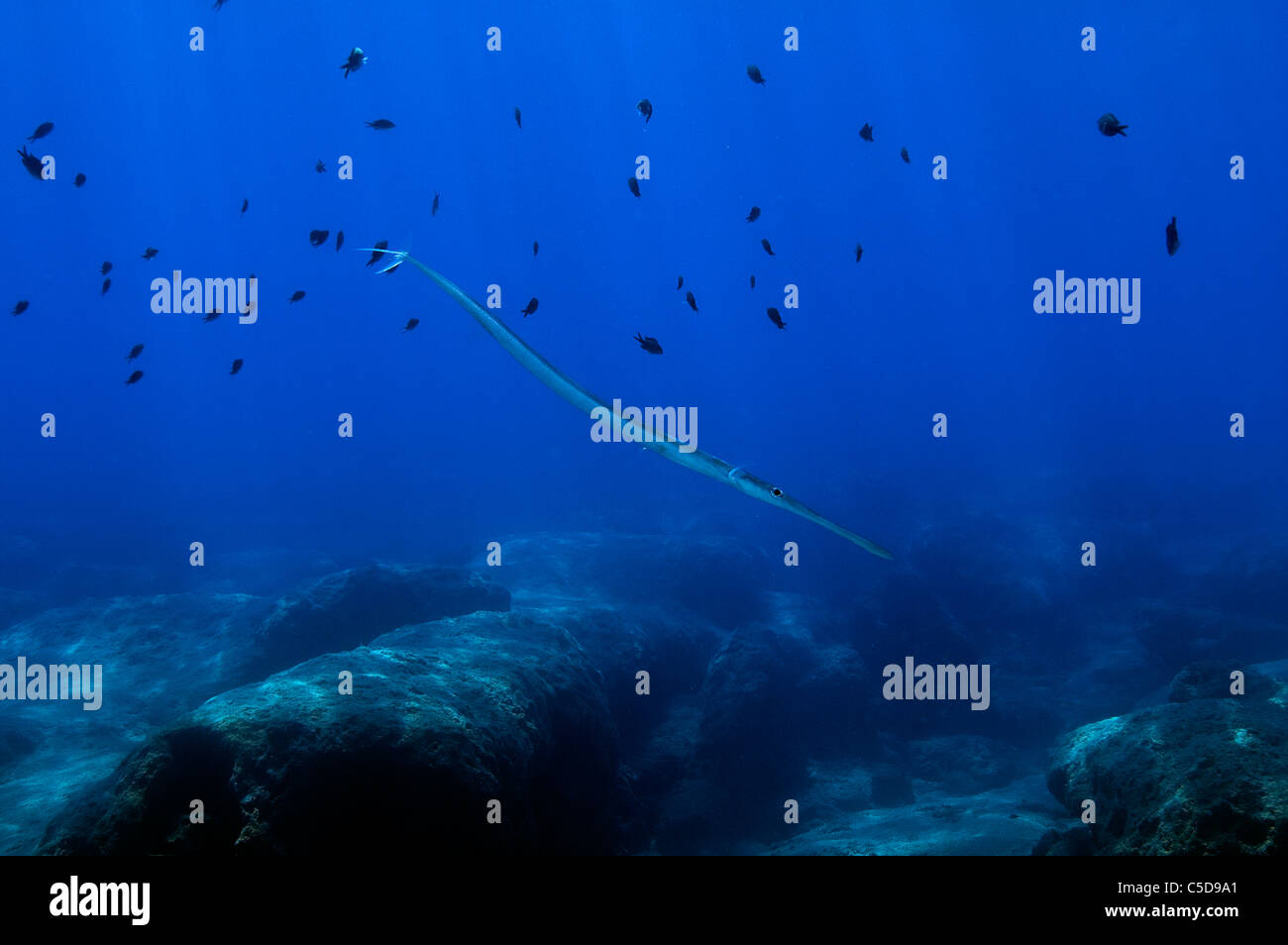 Invasive Lessepsian Fisch Arten Flutemouth, Fistularia Commersoni in ...