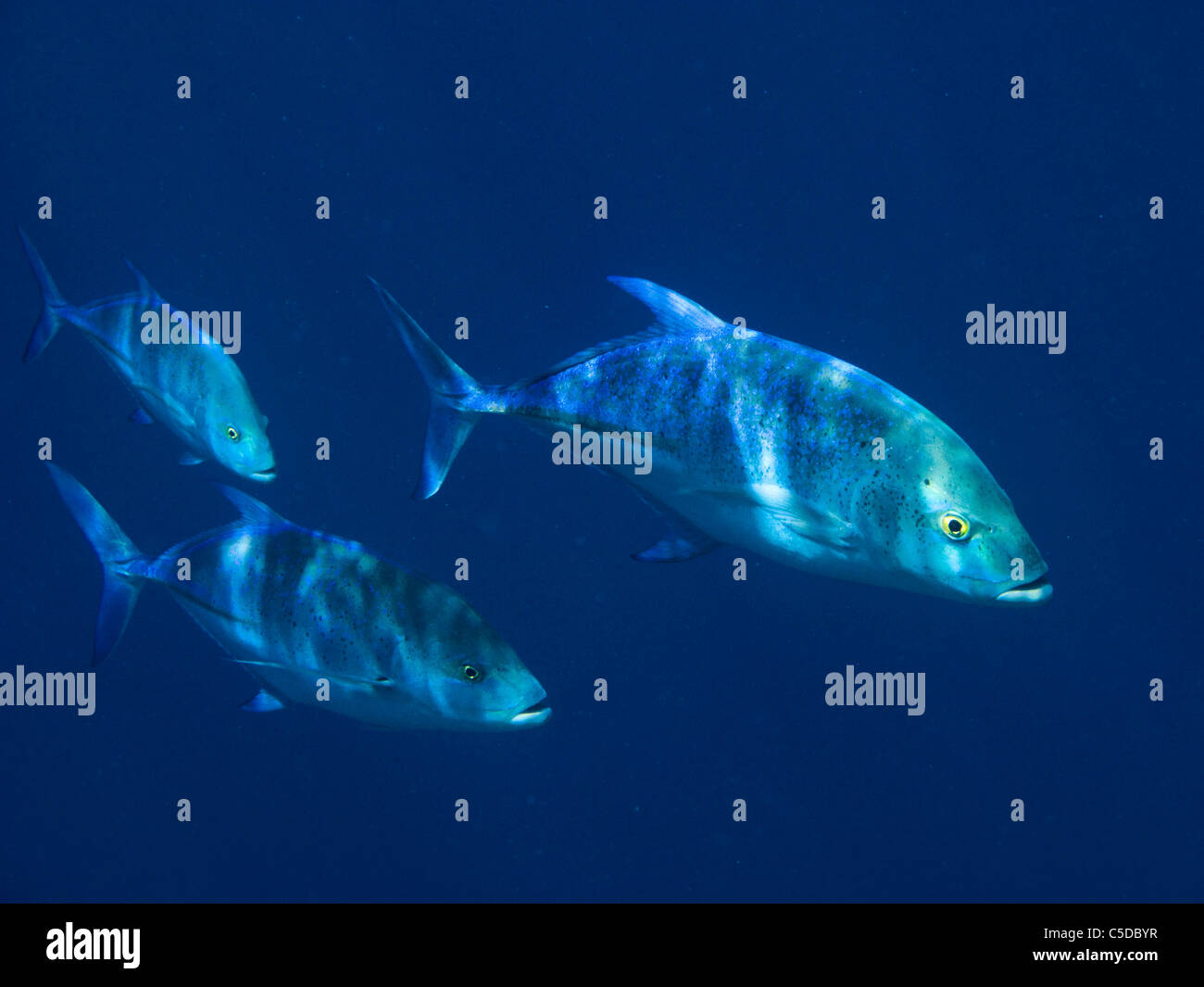 Makrelen, die tief im Meer schwimmen. Coco Palm Dhuni Kolhu. Baa Atoll ...