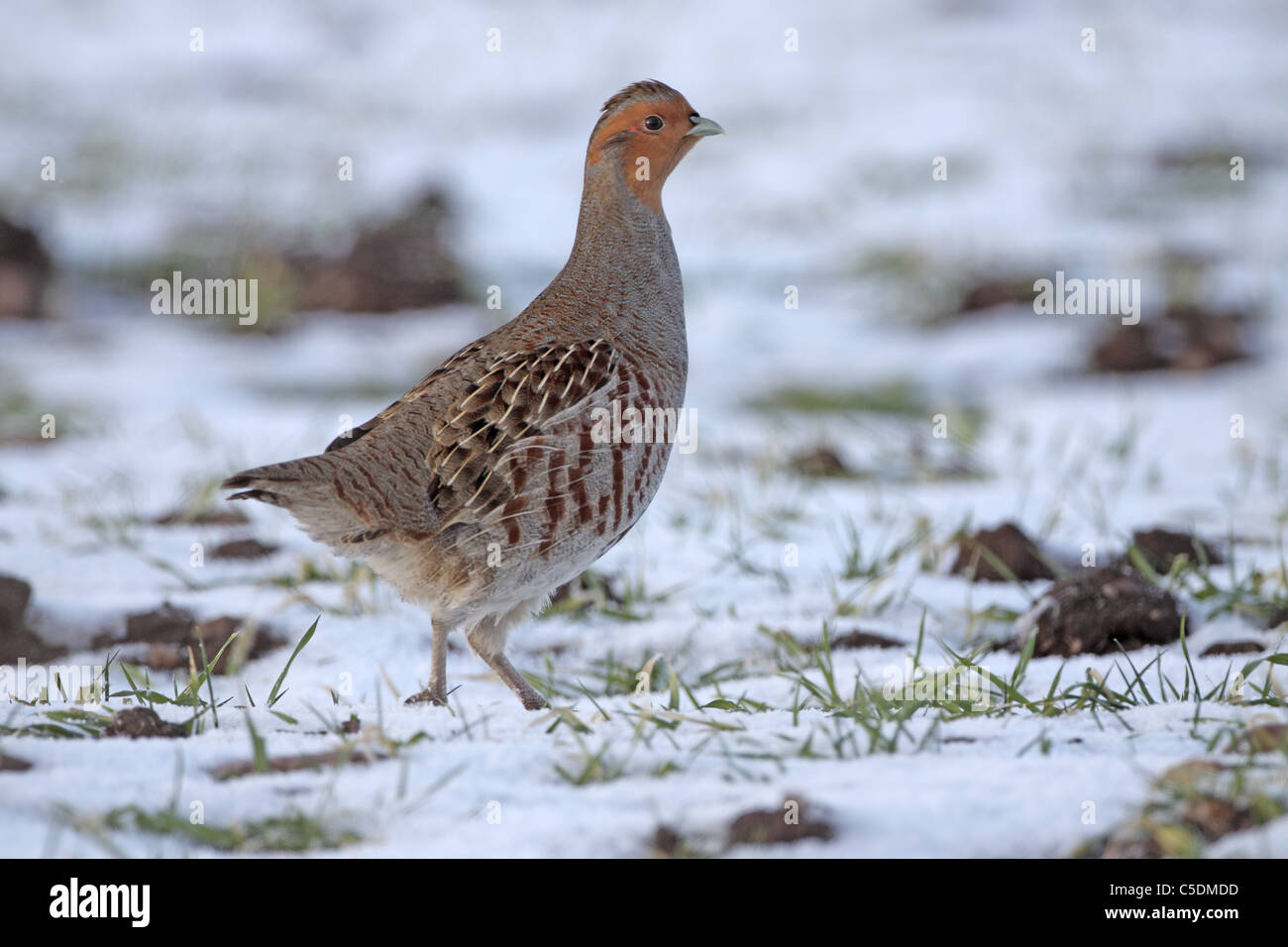 Rebhuhn perdix -Fotos und -Bildmaterial in hoher Auflösung – Alamy