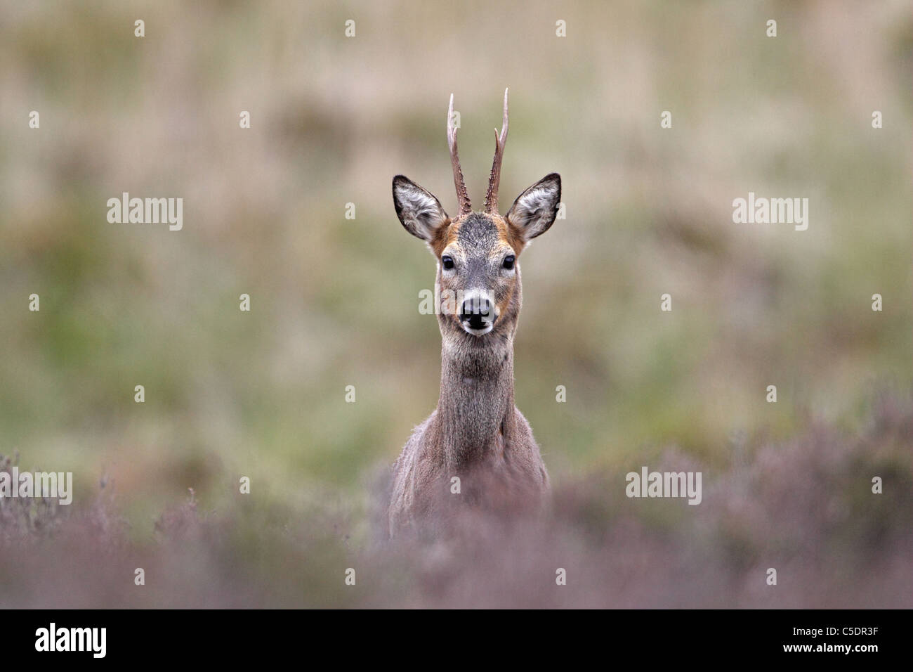 Der rehbock -Fotos und -Bildmaterial in hoher Auflösung – Alamy