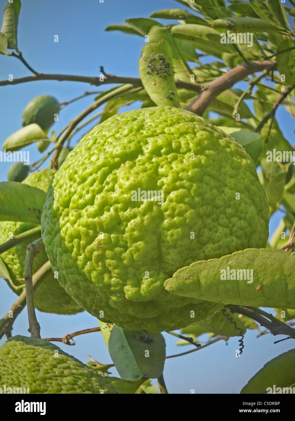 Citrus aurantium myrtifolia -Fotos und -Bildmaterial in hoher Auflösung ...