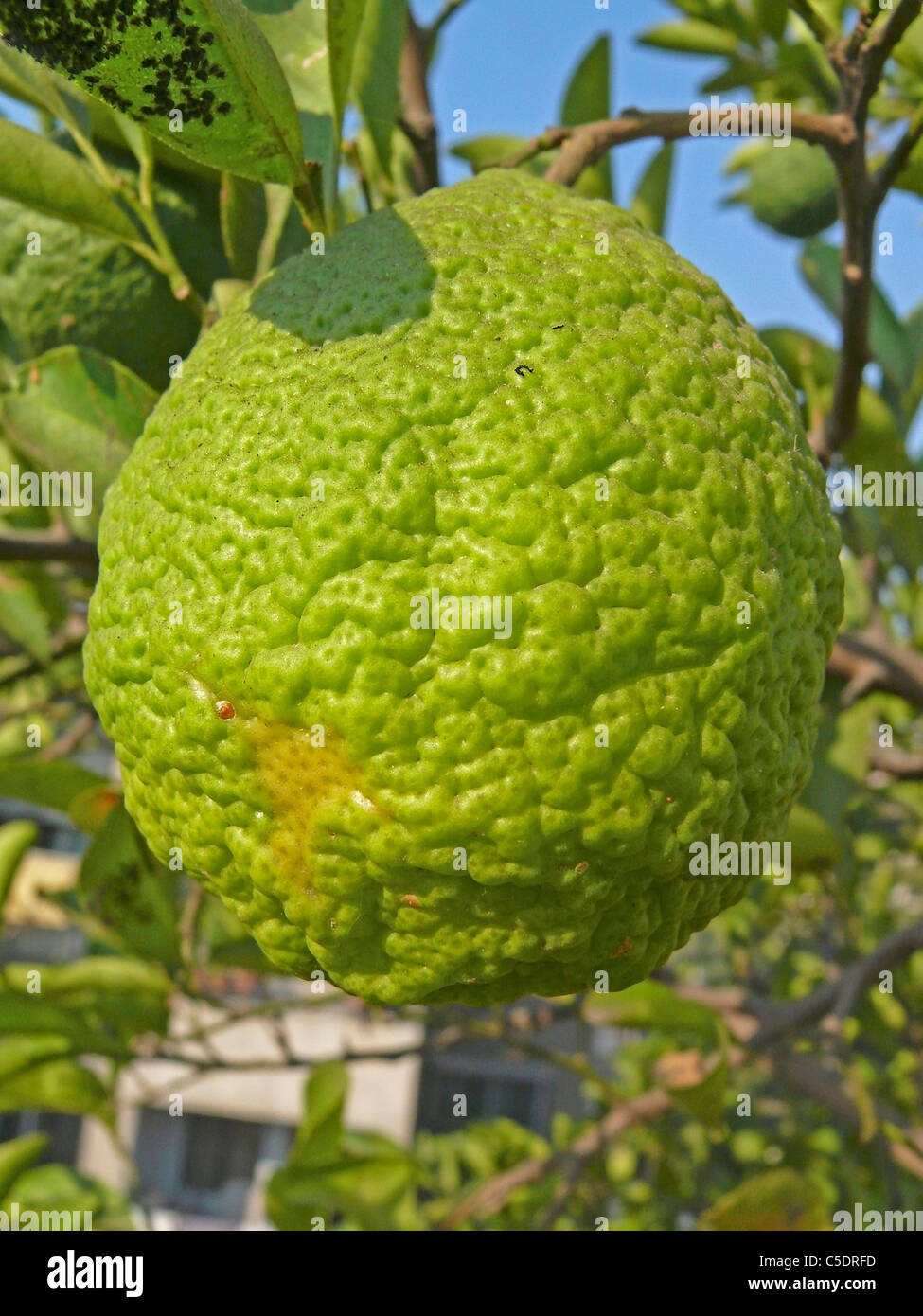 Citrus aurantium myrtifolia -Fotos und -Bildmaterial in hoher Auflösung ...