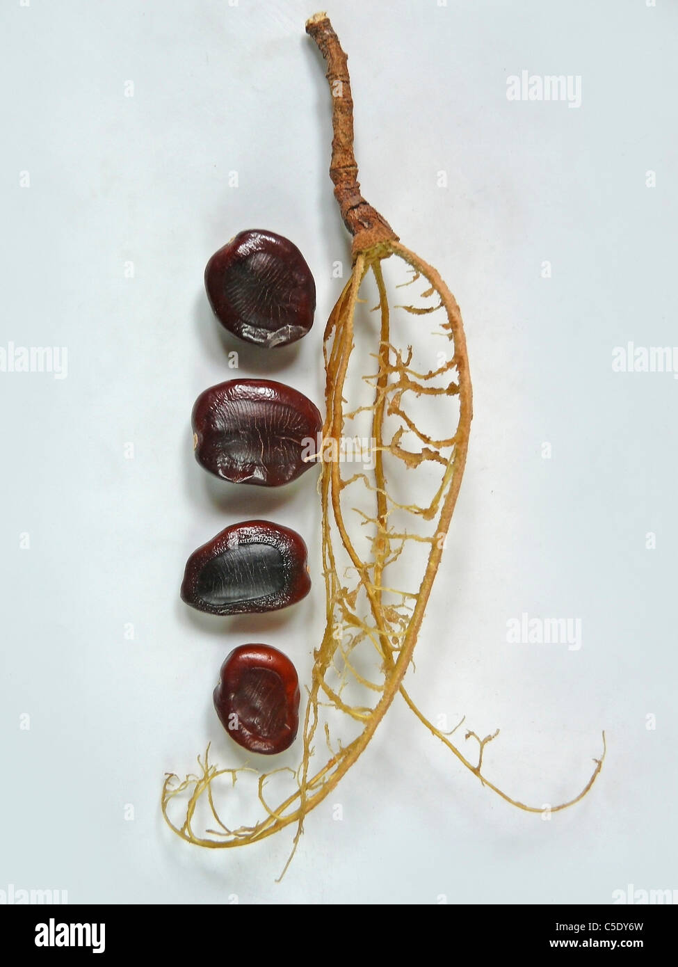 Tamarindus indica -Fotos und -Bildmaterial in hoher Auflösung – Alamy