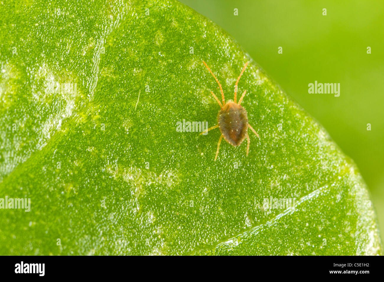 Winzige milbe -Fotos und -Bildmaterial in hoher Auflösung – Alamy