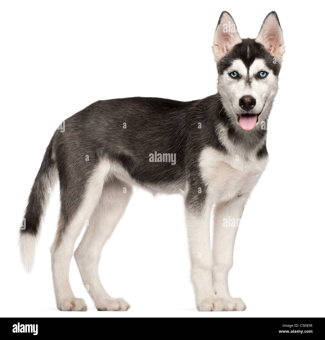 Siberian Husky Puppy Side View Stockfotos und -bilder Kaufen - Alamy