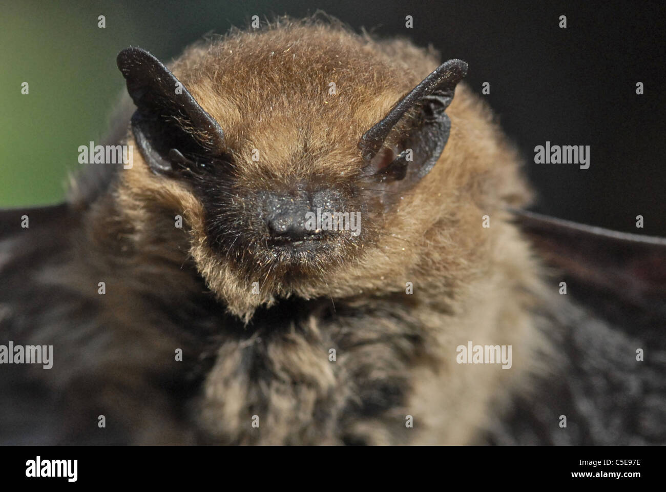 Die fledermaus -Fotos und -Bildmaterial in hoher Auflösung – Alamy