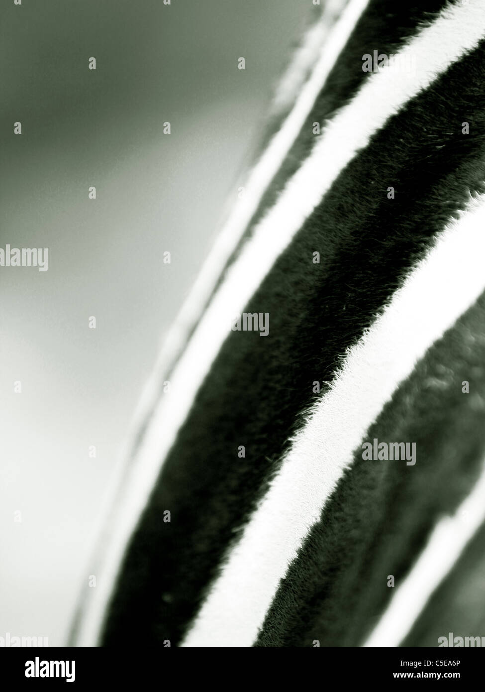 Z ist zebra -Fotos und -Bildmaterial in hoher Auflösung – Alamy