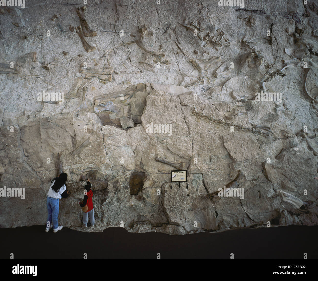 Wand mit prähistorischen Fossilien im Dinosaurier-Steinbruch am ...
