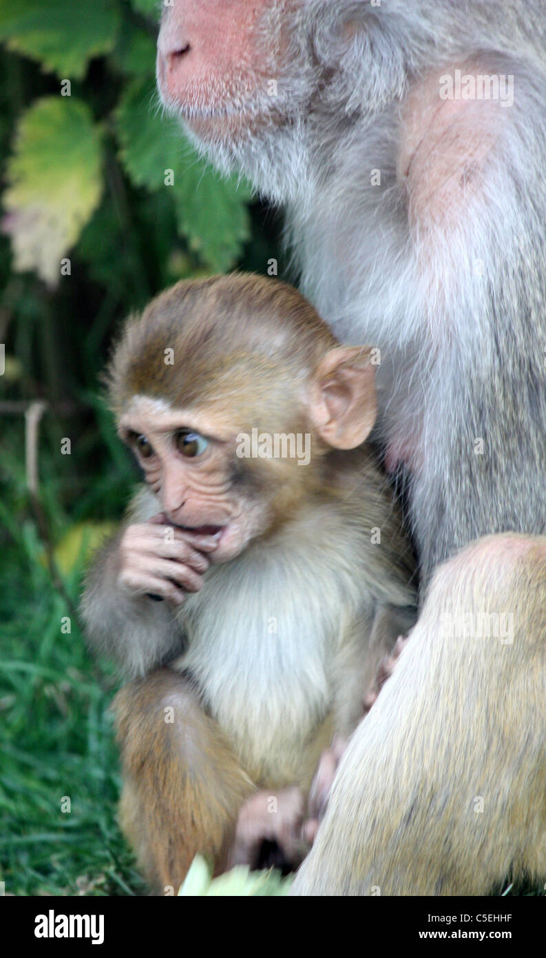 Affe und Baby in Longleat Safari und Abenteuer park Stockfotografie - Alamy