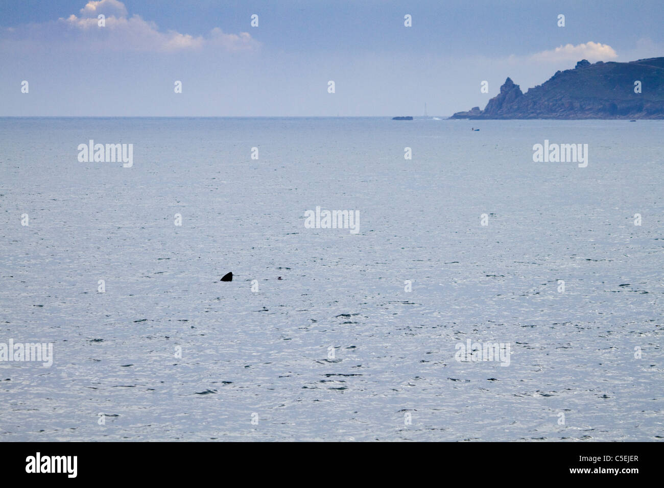 Riesenhai cetorhinus maximus -Fotos und -Bildmaterial in hoher ...