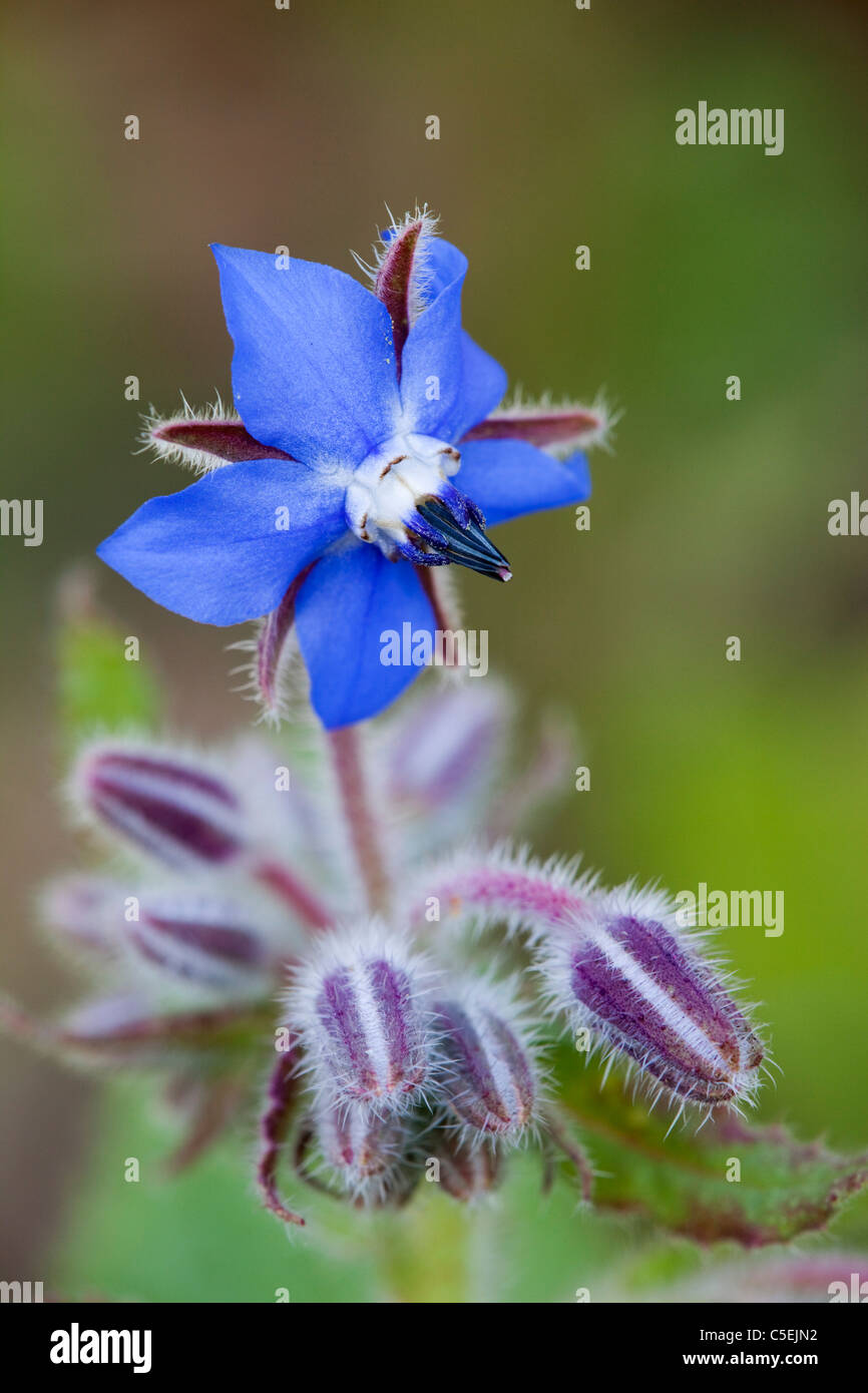 Borretsch officinalis -Fotos und -Bildmaterial in hoher Auflösung – Alamy