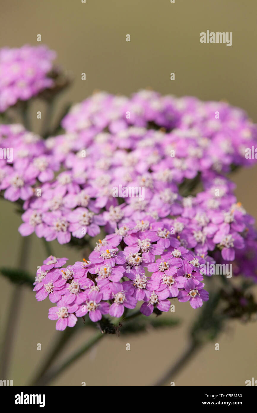 Schafgarbe; Achillea Millefolium; rosa Formular; Cornwall ...