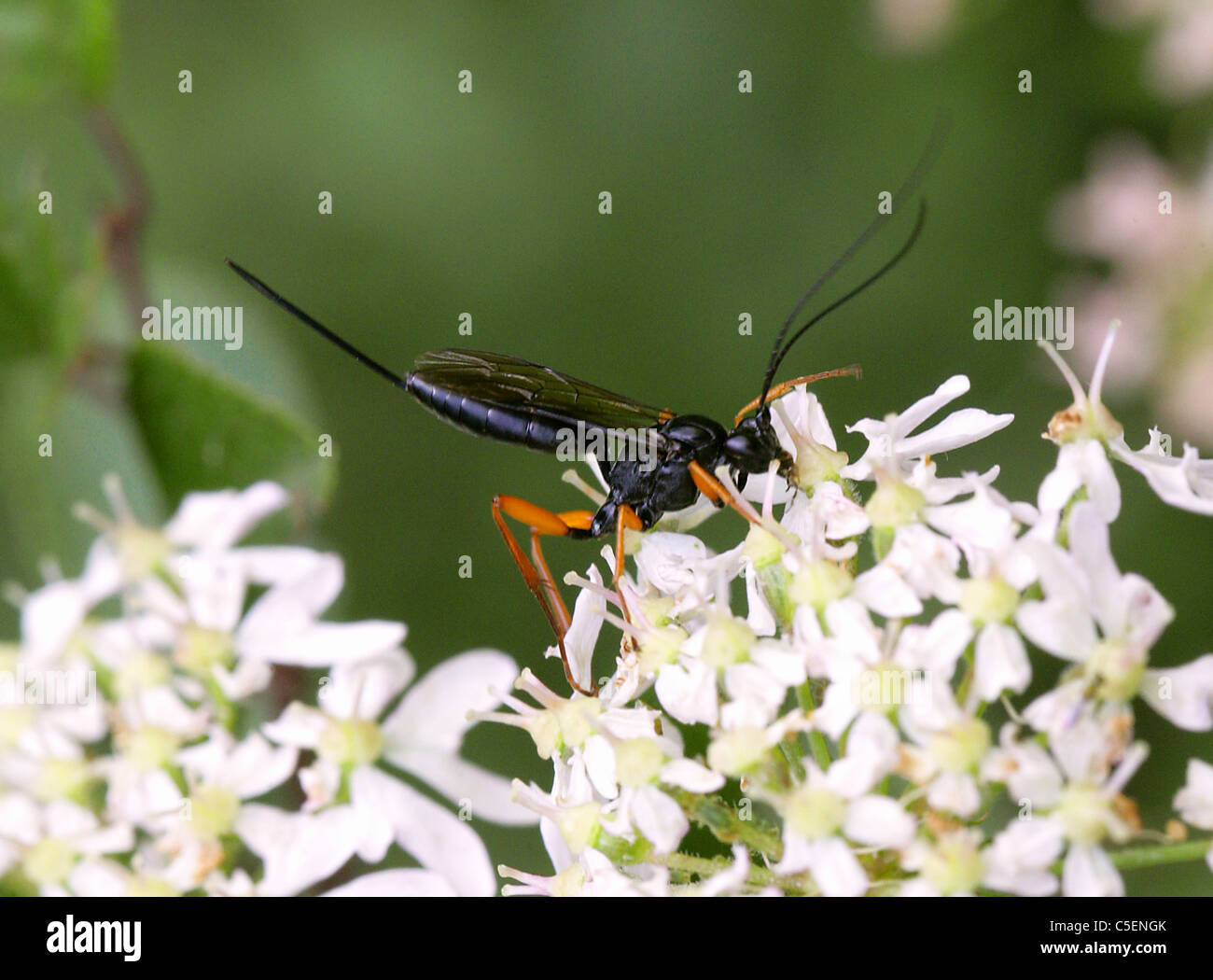 Ichneumonidae wasps -Fotos und -Bildmaterial in hoher Auflösung – Alamy
