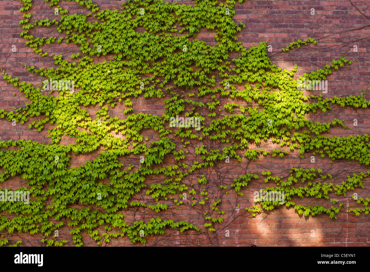 Efeu klettert an einer Wand in der Morgensonne Stockfotografie - Alamy