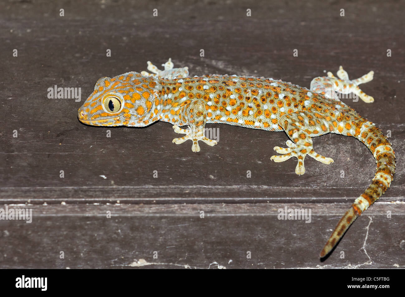 Tropical house gecko -Fotos und -Bildmaterial in hoher Auflösung – Alamy