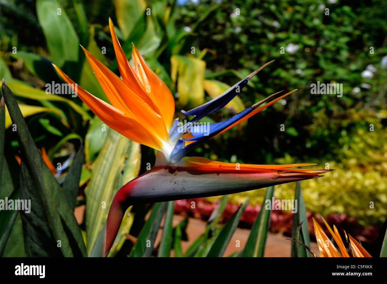 Dole plantage -Fotos und -Bildmaterial in hoher Auflösung – Alamy