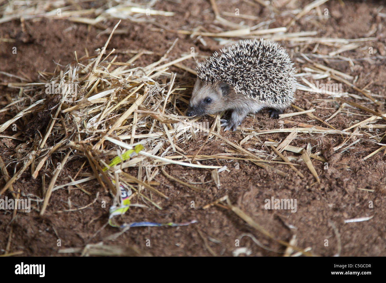 Igel Baby Stockfotos und -bilder Kaufen - Alamy