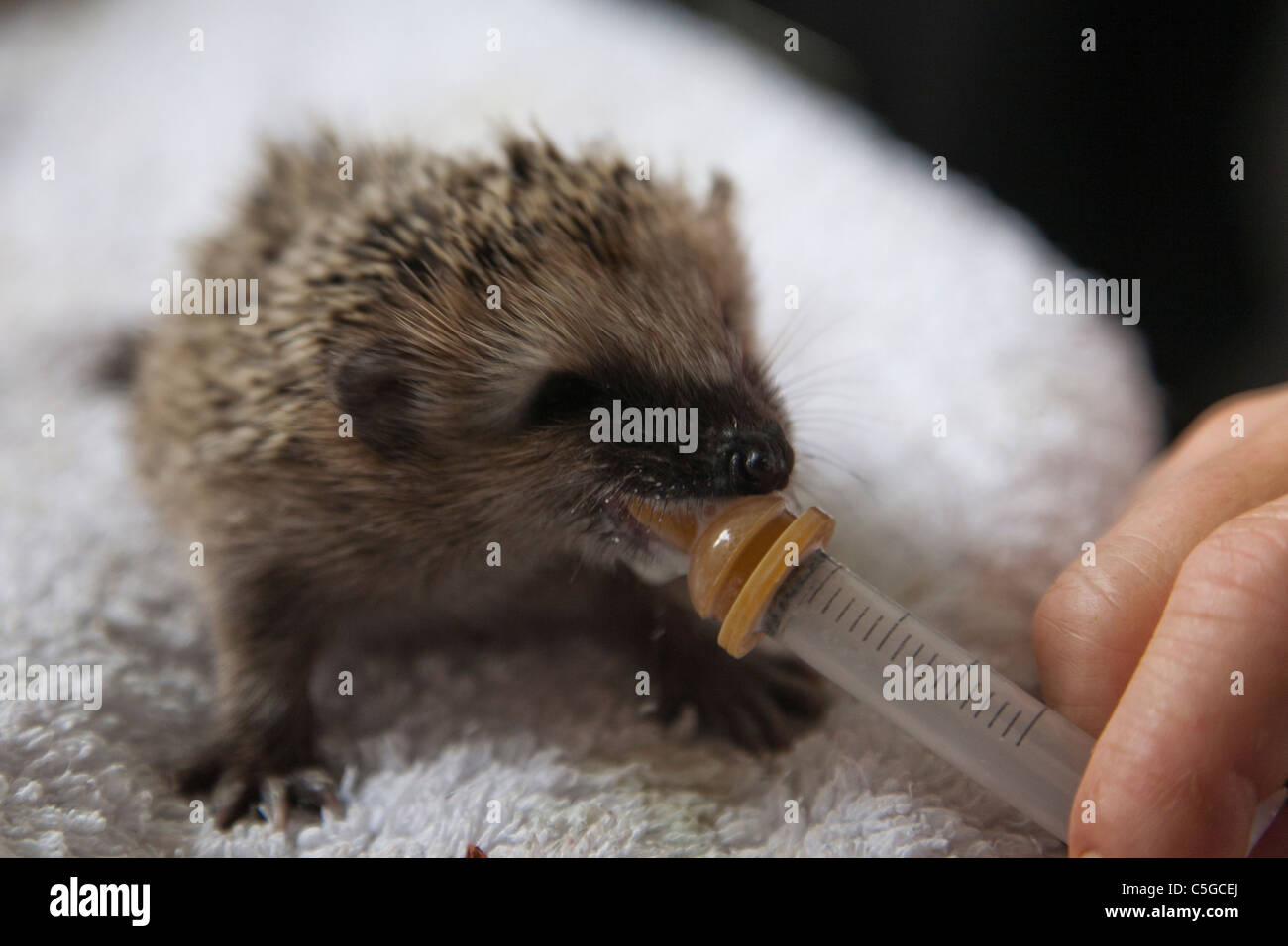 Igel Baby Stockfotos und -bilder Kaufen - Alamy
