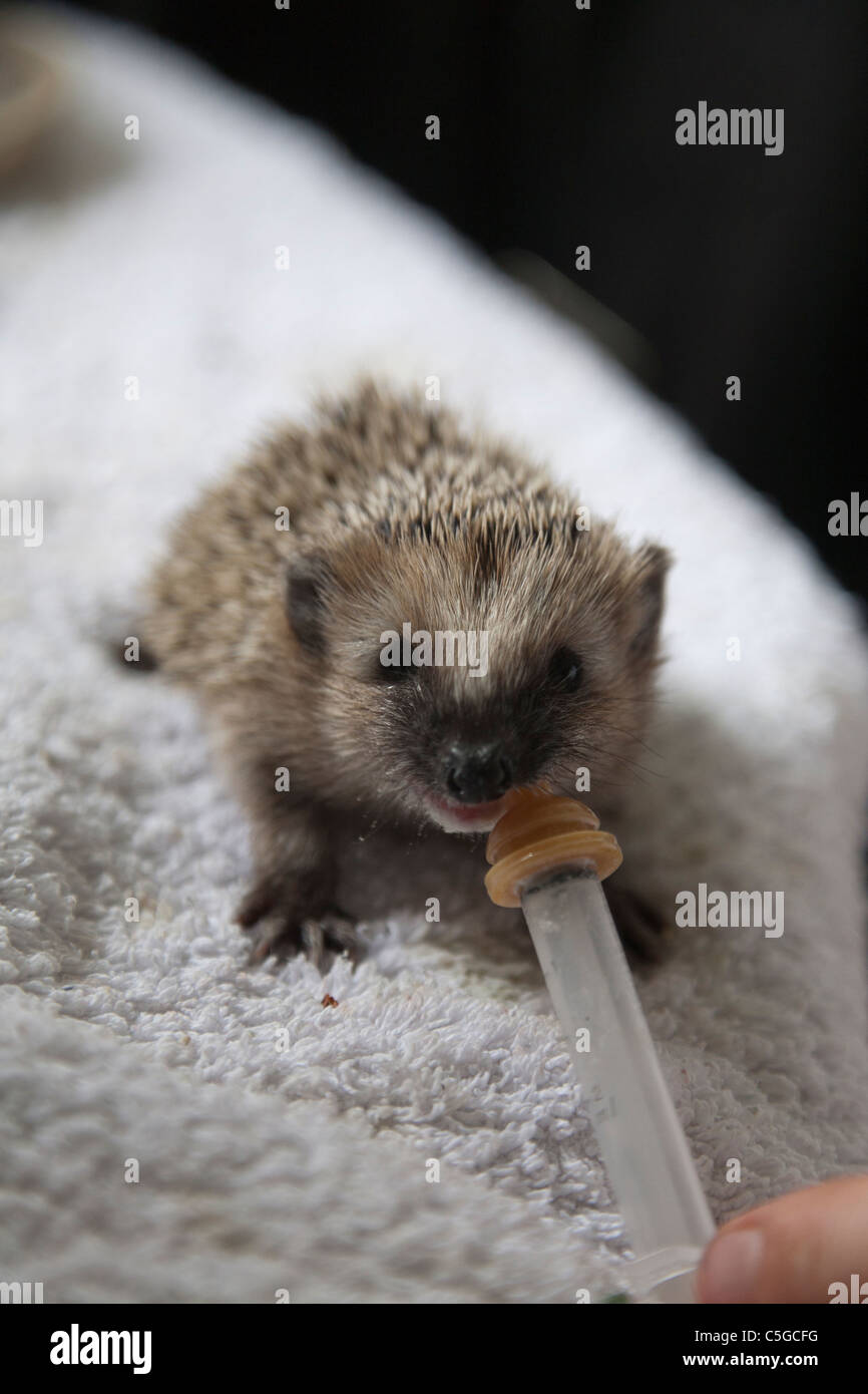 Igel Baby Stockfotos und -bilder Kaufen - Alamy