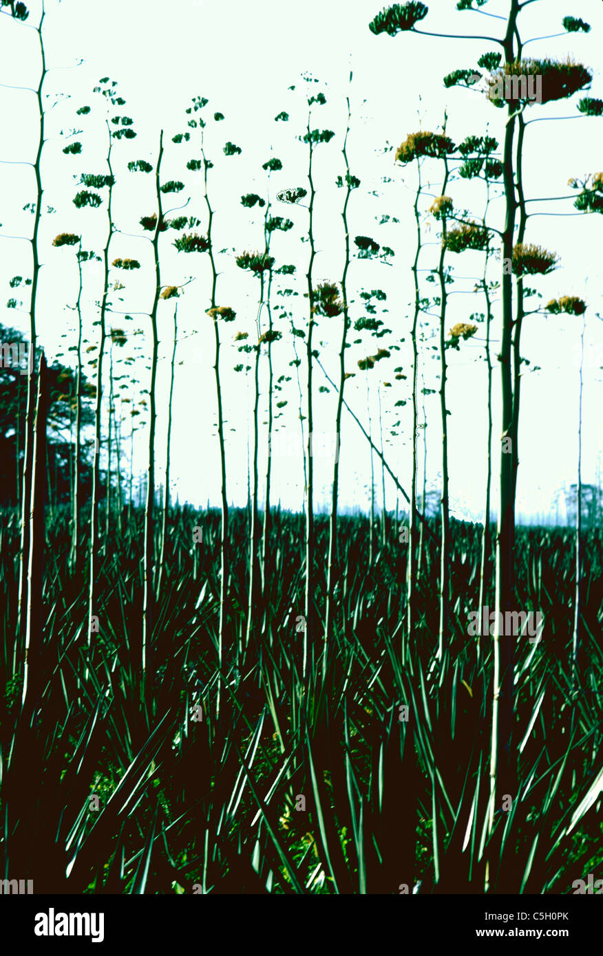 Sisal Farm Stockfotos und -bilder Kaufen - Alamy