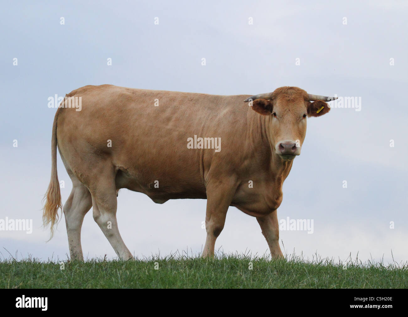 Weißer ochse -Fotos und -Bildmaterial in hoher Auflösung – Alamy
