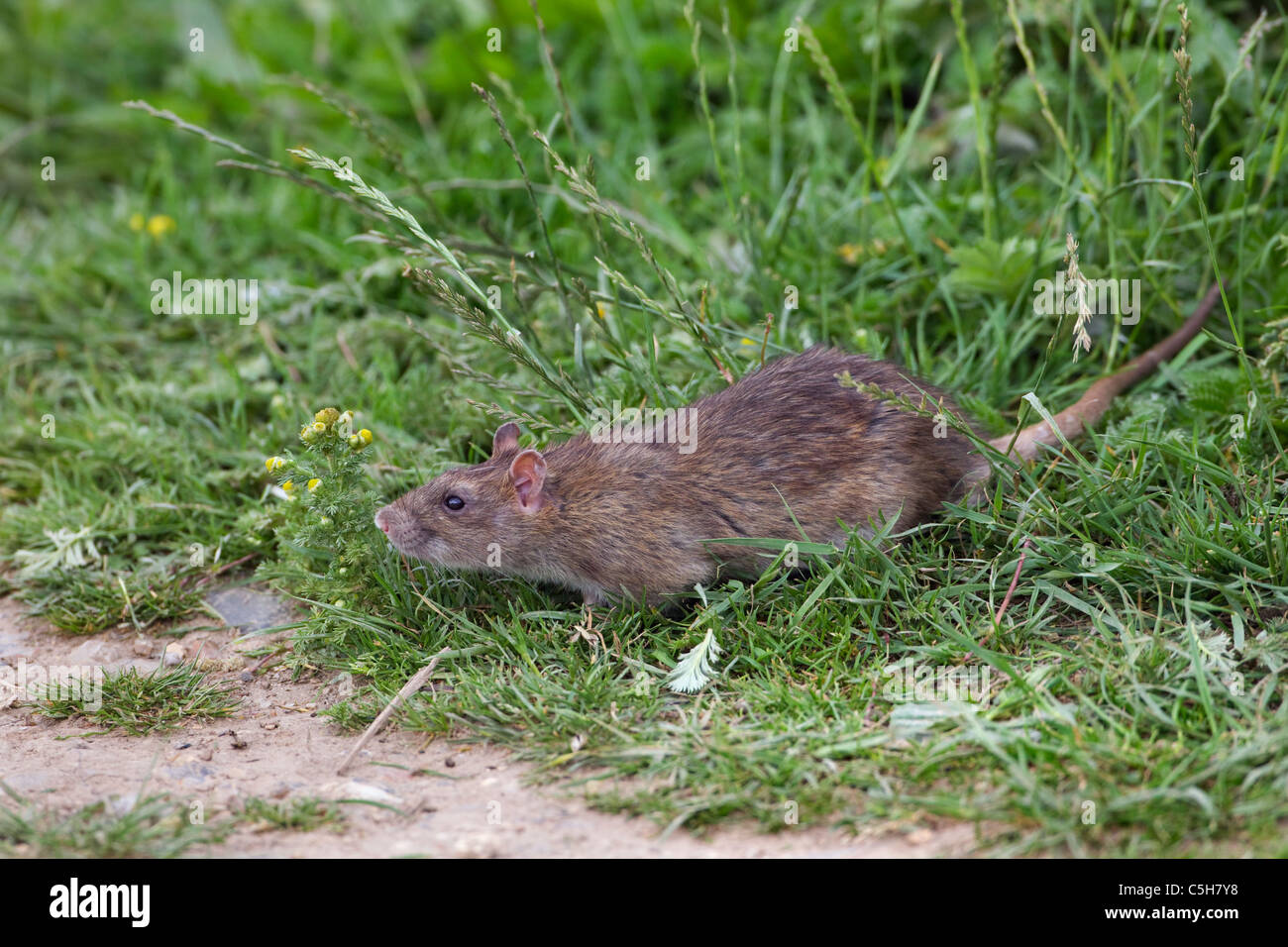 Rattenbiss fieber -Fotos und -Bildmaterial in hoher Auflösung – Alamy