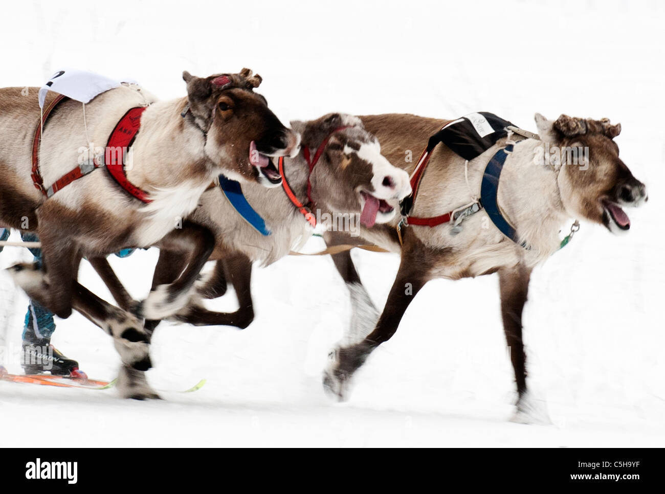 Sami Reindeer Lapland Finland Stockfotos und -bilder Kaufen - Alamy