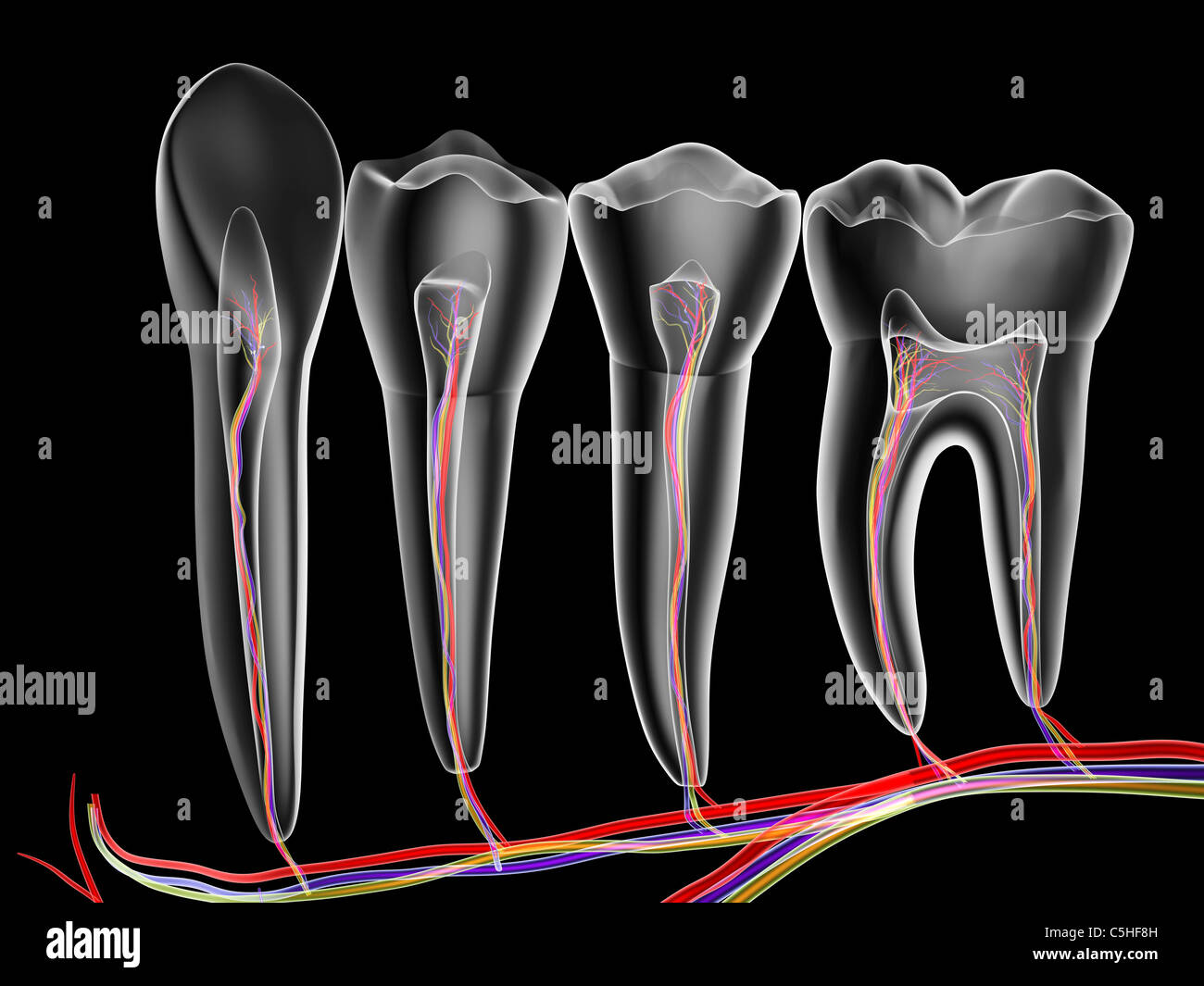 Molar tooth cross section -Fotos und -Bildmaterial in hoher Auflösung ...