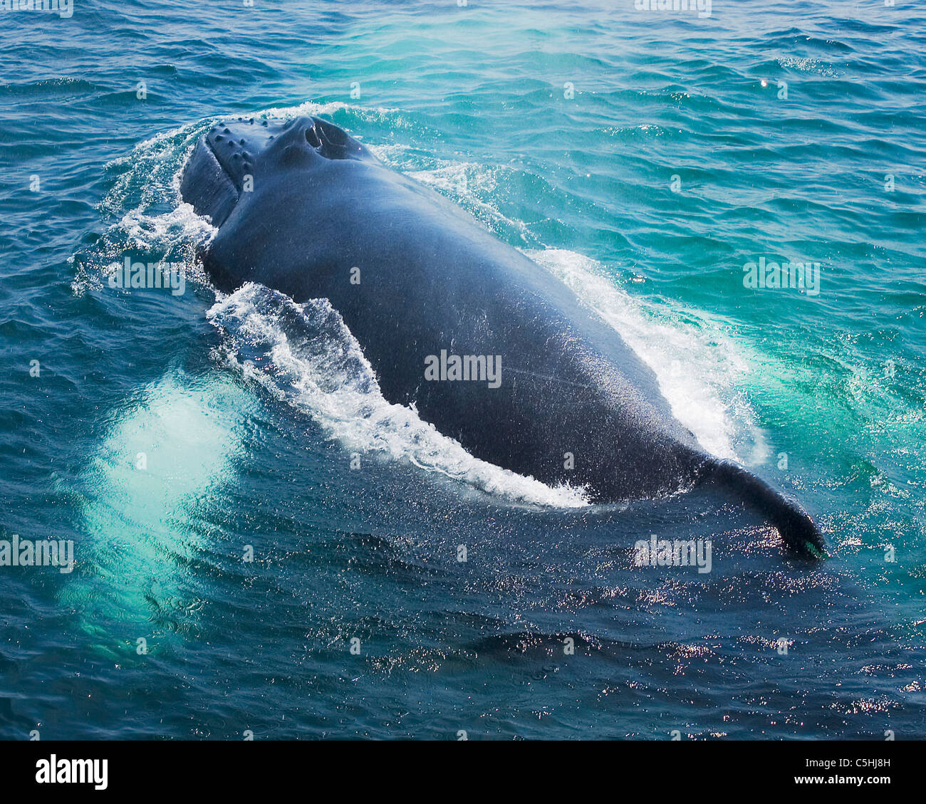 Buckelwal klingt -Fotos und -Bildmaterial in hoher Auflösung – Alamy