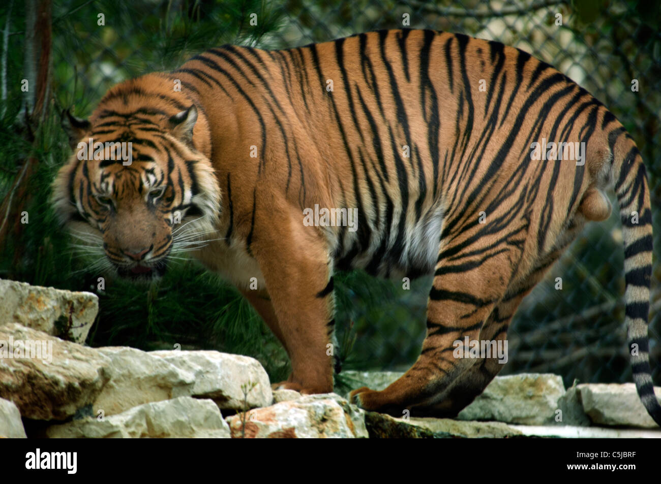 Israel jerusalem biblische zoo tiere wildtiere erwachsenen -Fotos und ...