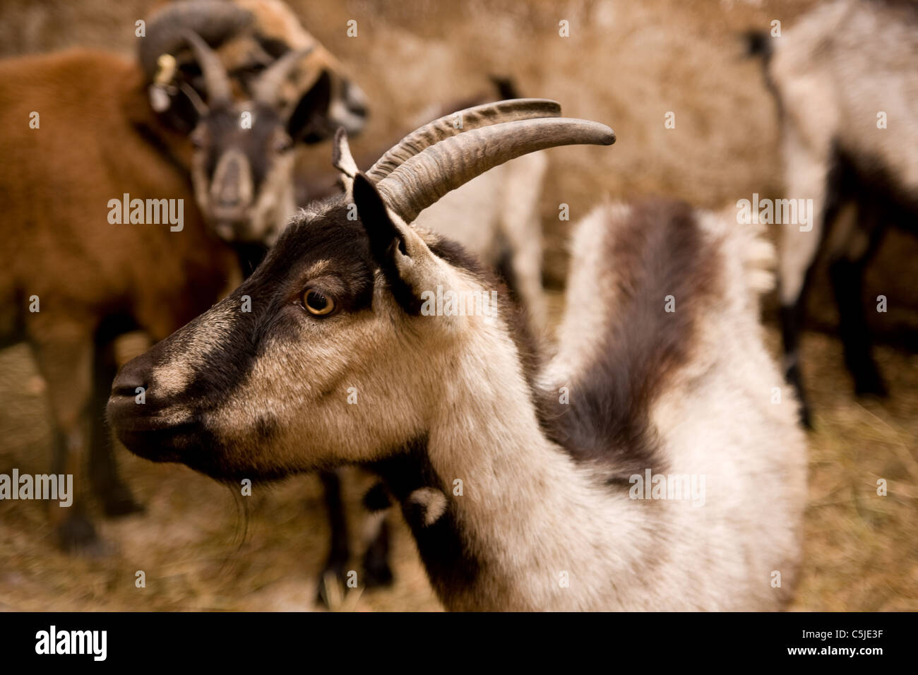 lustige Ziege posiert in einem Stall Stockfotografie - Alamy