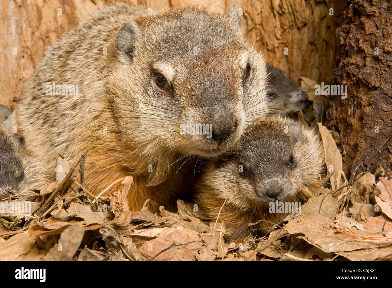 Groundhog woodchuck marmota monax mother -Fotos und -Bildmaterial in hoher Auflösung – Alamy