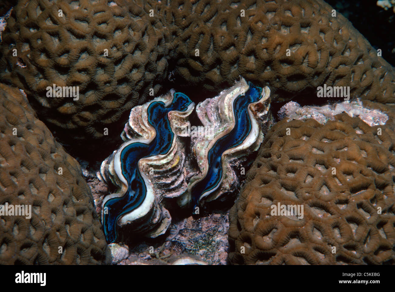 Offene und geschlossene muscheln -Fotos und -Bildmaterial in hoher ...