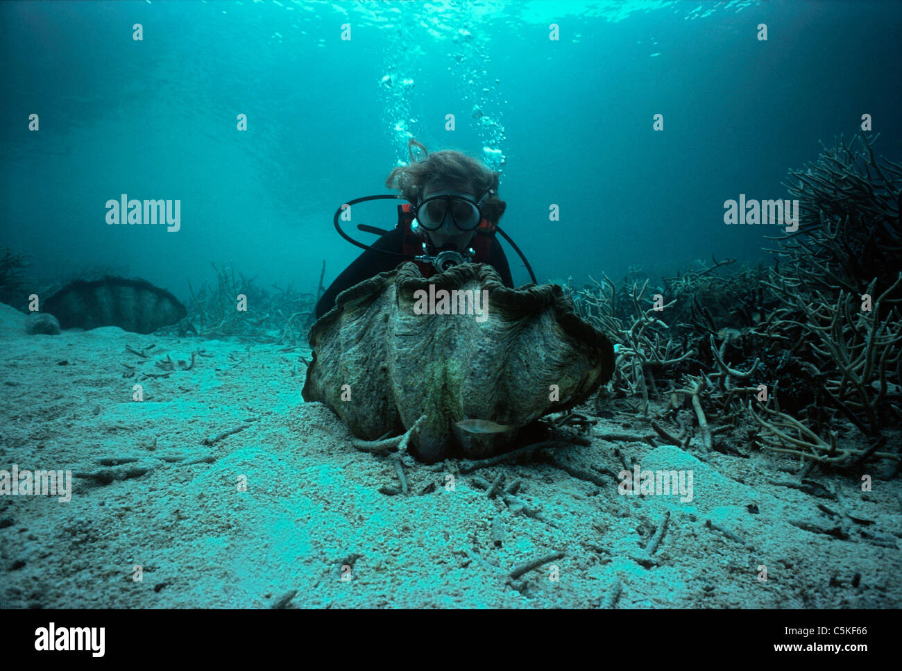 Taucher, die Prüfung einer geriffelten Riesenmuschel (Tridacna Squamosa ...