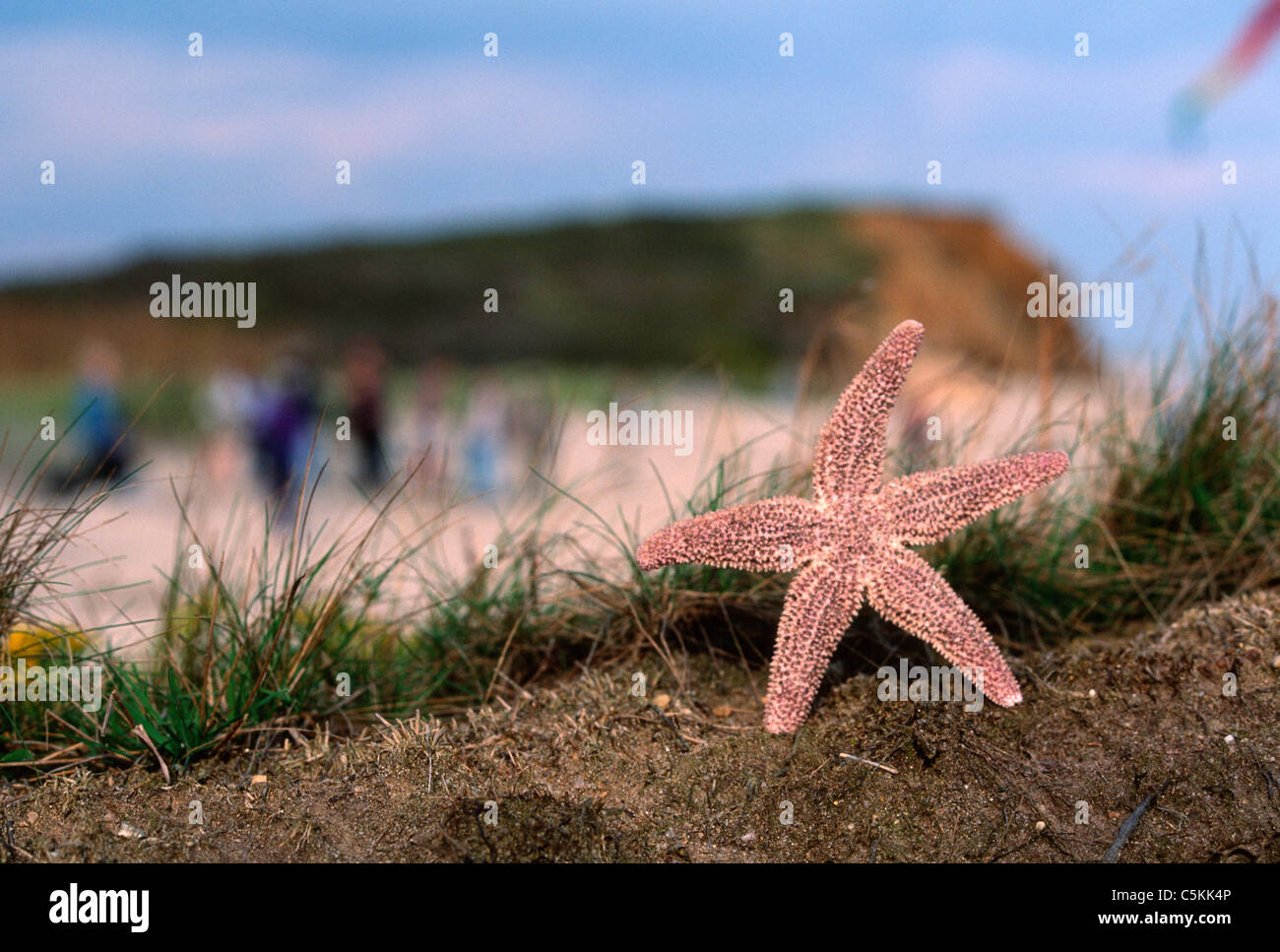 Lucy vincent strand -Fotos und -Bildmaterial in hoher Auflösung – Alamy