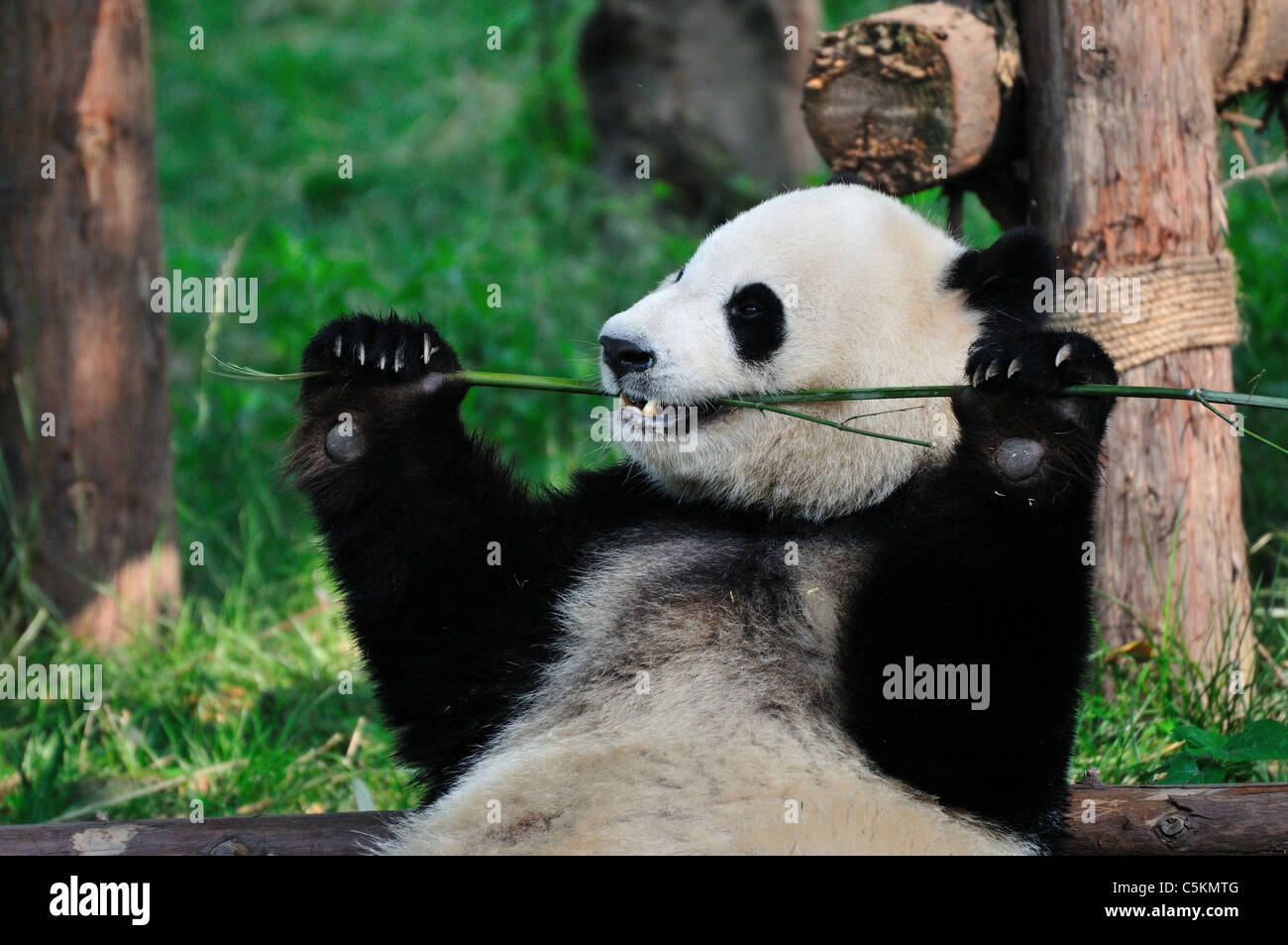 Riesenpanda essen -Fotos und -Bildmaterial in hoher Auflösung – Alamy