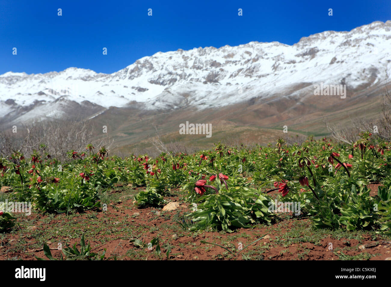 Zagros mountains iran -Fotos und -Bildmaterial in hoher Auflösung - Seite 2 - Alamy